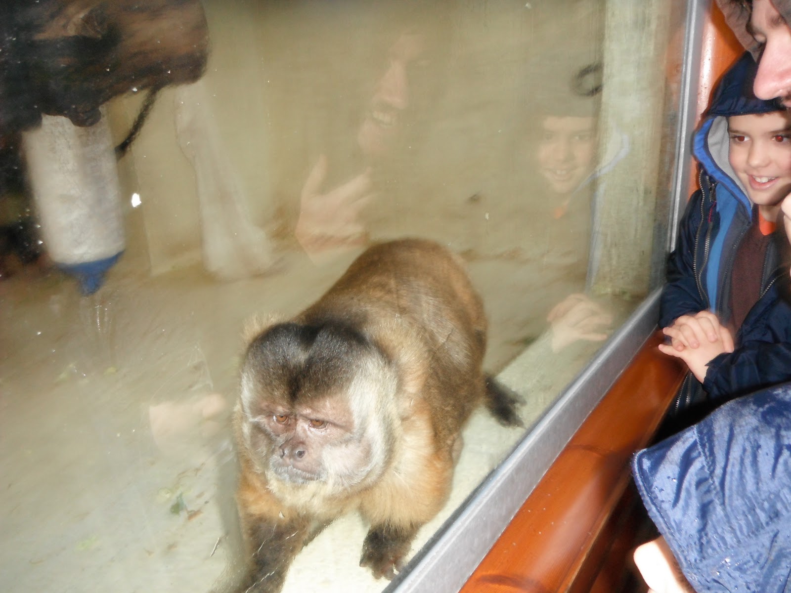 Saints Be Praised in England: Monkey World