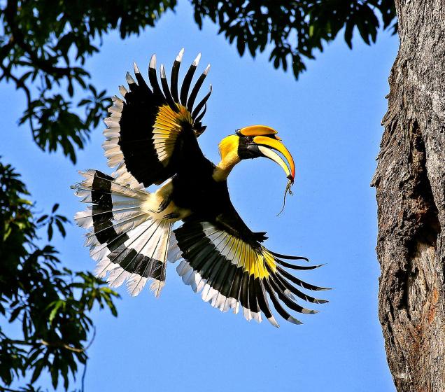 The Great Hornbill, The state bird of Kerala ~ Kerala Green Beauty