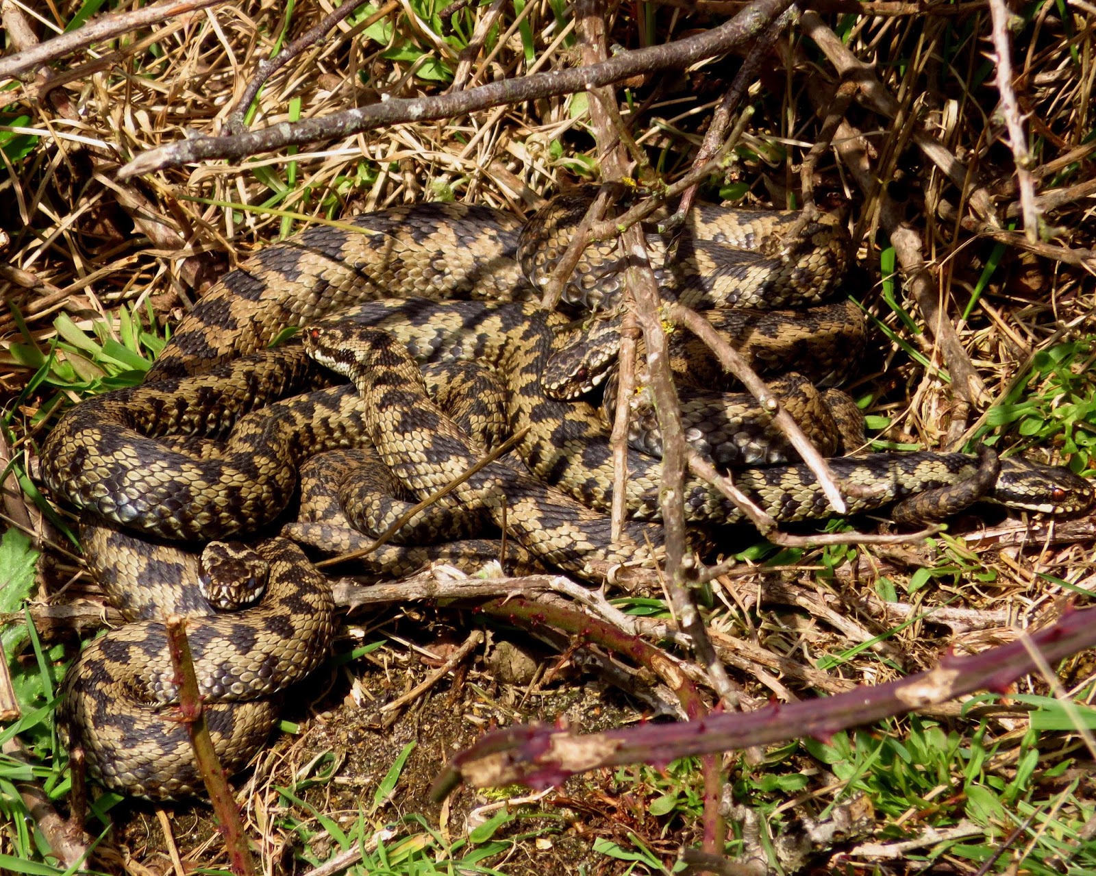 MERSEA WILDLIFE: SMART WHEATEAR