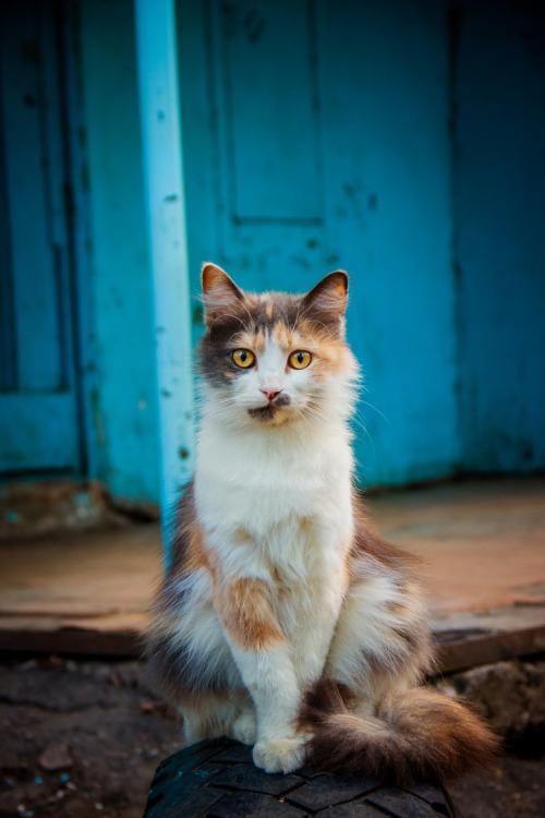 Totul Despre Pisici: De ce sunt pisicile tricolore?