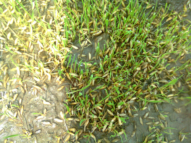 Cara Semai Bibit Padi IPB 3S Sesuai Anjuran Yang Benar - Rumah Petani