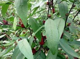 Obat Herbal Tradisional: Rosella - askep