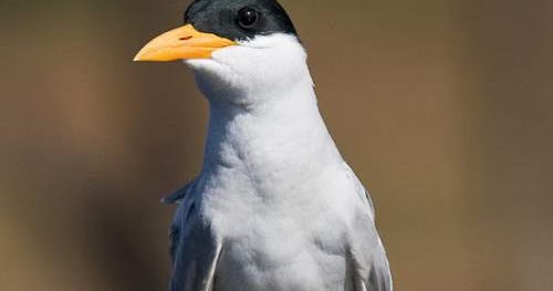 River tern | Birds of India | Bird World