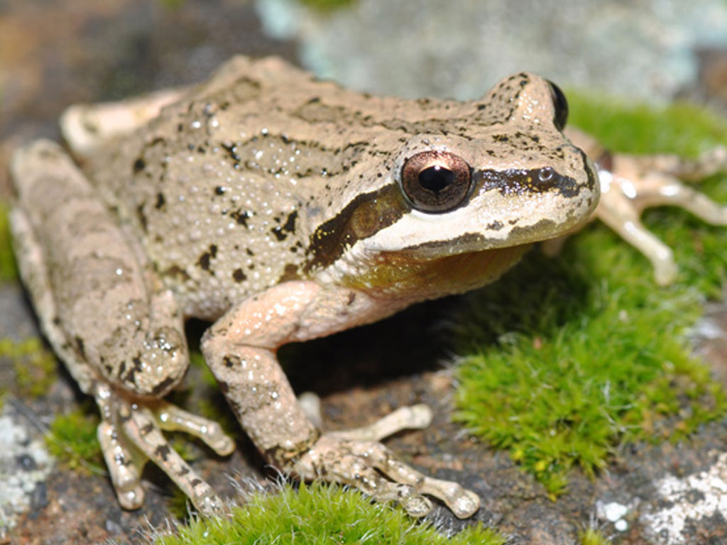 Faces of Nature: Put a Little Spring in Your Step
