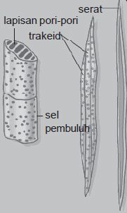 Struktur Anatomi Batang dan Fungsi Batang pada Tumbuhan Lengkap