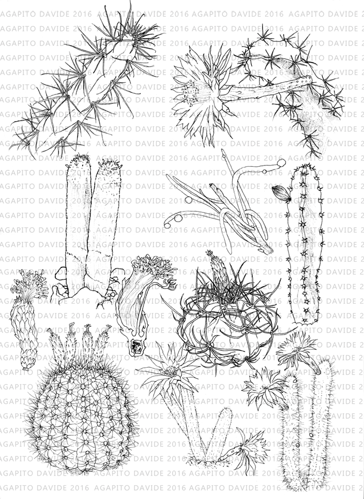 Cactus Guide Projectus: The Book