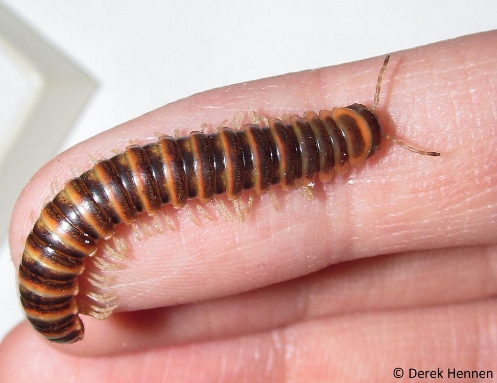 Normal Biology: A Primer on Ohio Millipedes