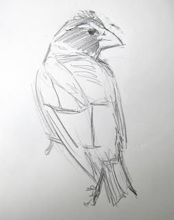 Julie Zickefoose on Blogspot: ABA's Bird of the Year, as Rendered by Zick.