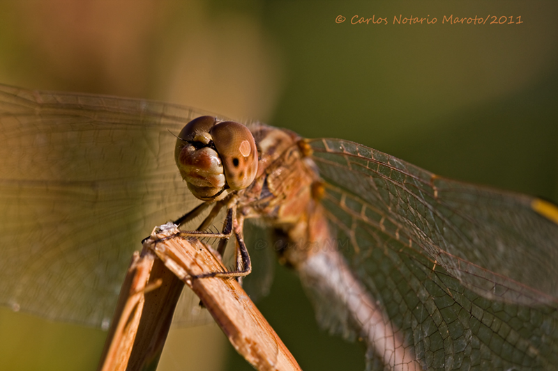 Ojos de Libélula: 2011