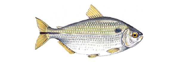 Lambari - PESCA CERRADO