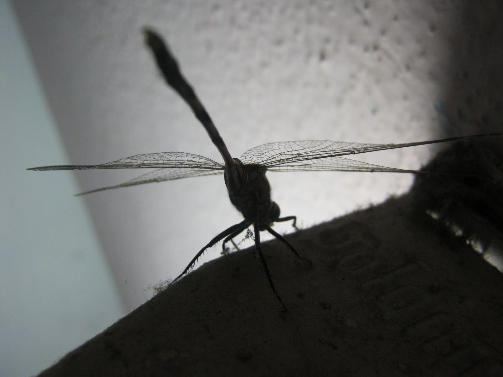 sLicEd InTo LifE!: nature91 :- Dragonfly...!!!(day#48 of 91)