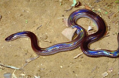 8 Types unique Snakes In The World