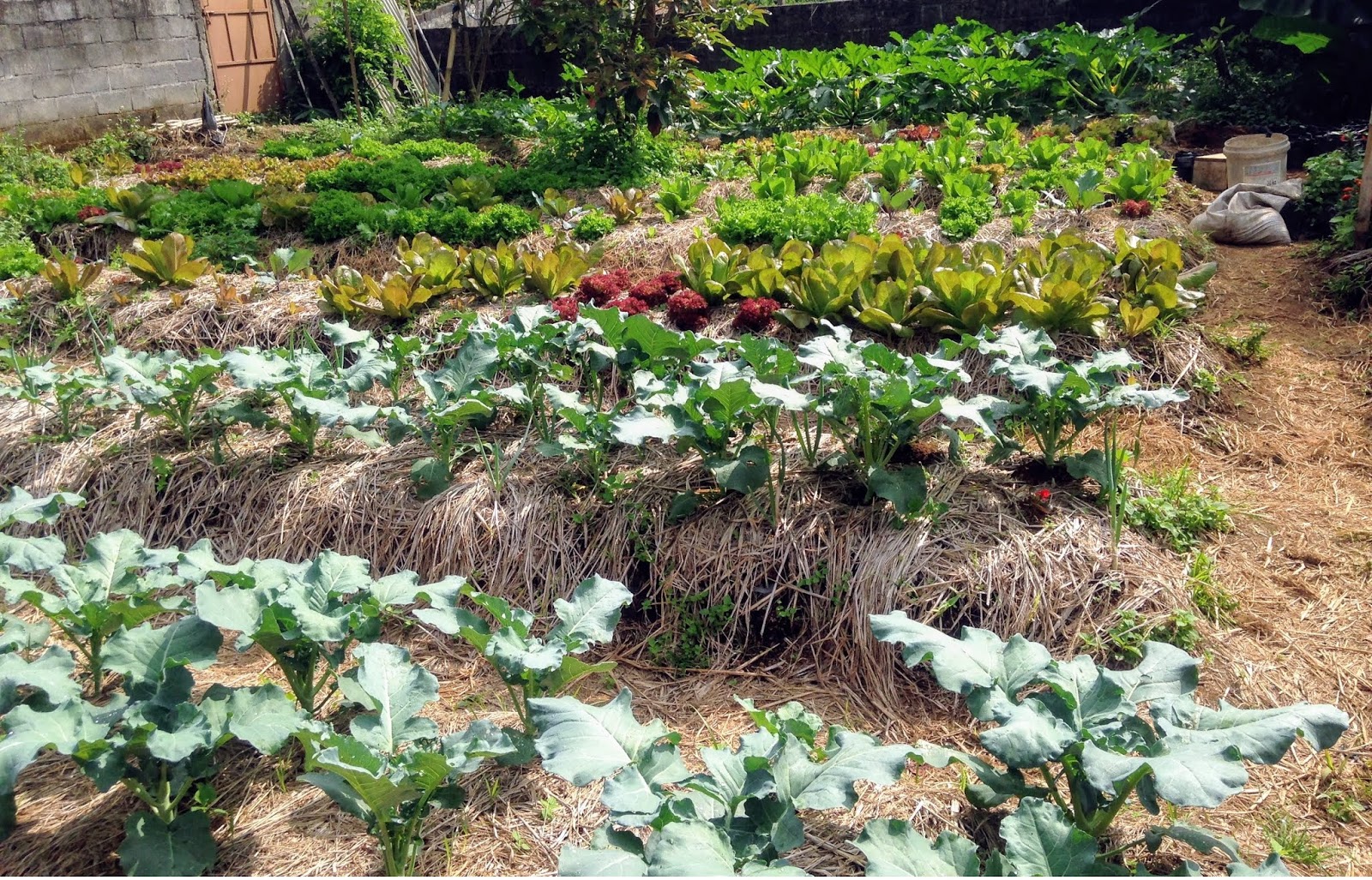 Punya Lahan Sempit ? Manfaatkan Untuk Menanam 5 Sayuran Ini - Raden Pedia