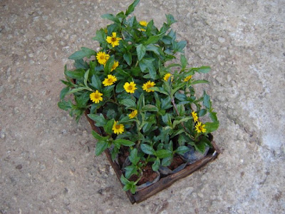 Orquidário OrquivivA: Vedélia