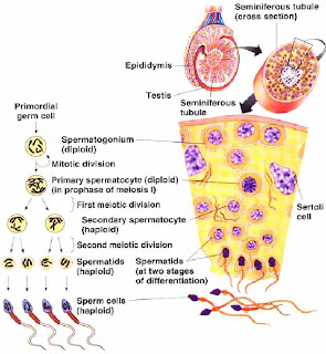 Proses Sel Telur Wanita Dihasilkan | Kesehatan
