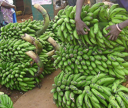 Elgon Pearls - A Ugandan Journey: Traditional Ugandan Food in Pictures