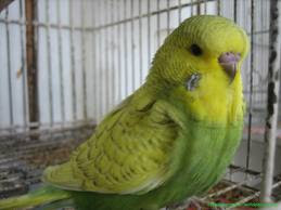 Mi Mundo Español Por Rita Condor: Canción folklórica- La perica