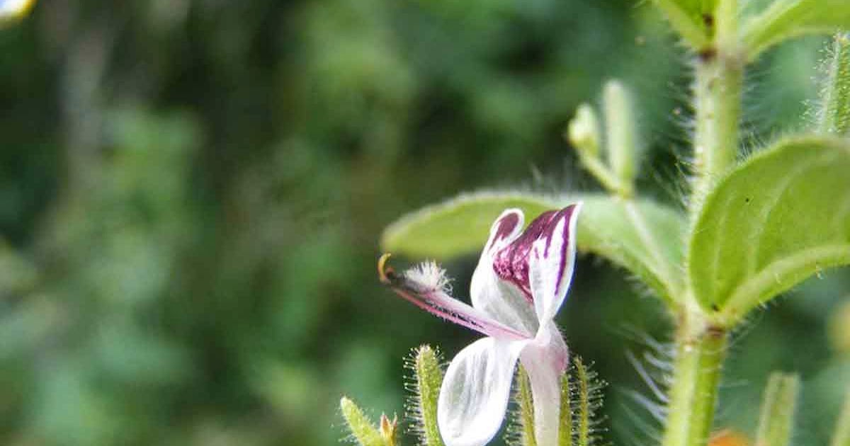 Medicinal Plants: Andrographis echioides, Gopuram tangi, Pitumba
