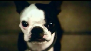 Mugsy Dog Sightings: Movie Sighting: Tron Legacy