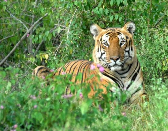 Dooars Ecoviillege: Enjoy Wildlife Treks At Buxa Tiger Forest