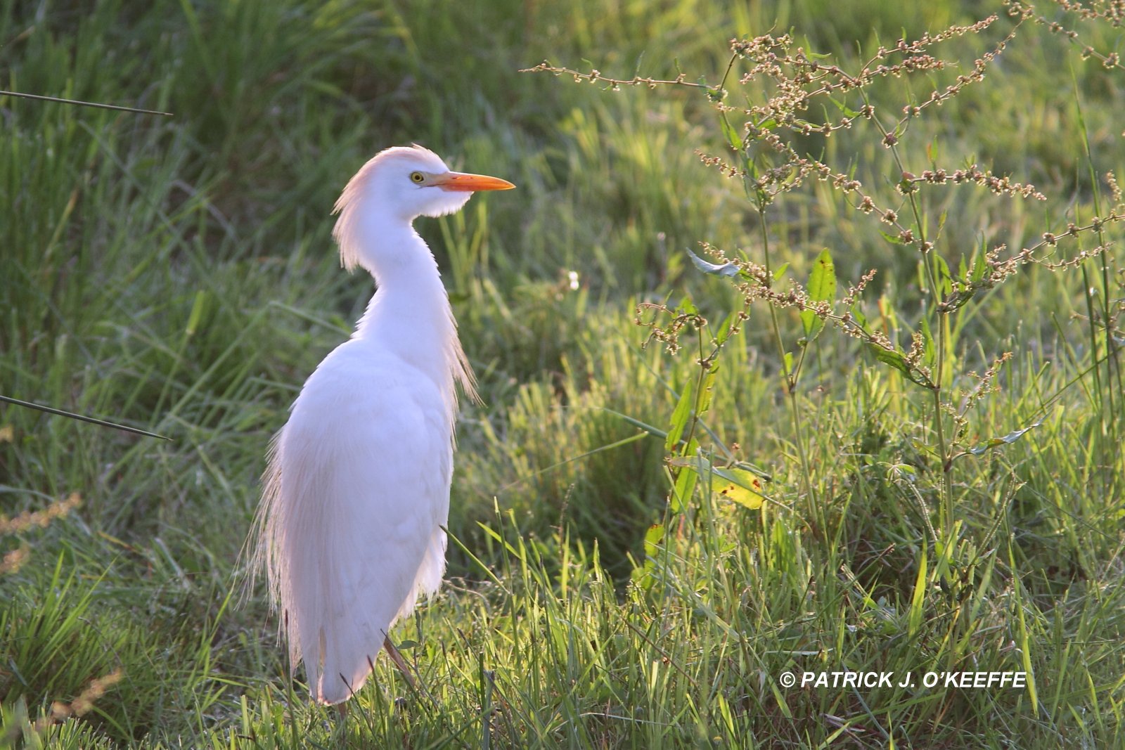 Raw Birds: CATTLE EGRET Bubulcus ibis