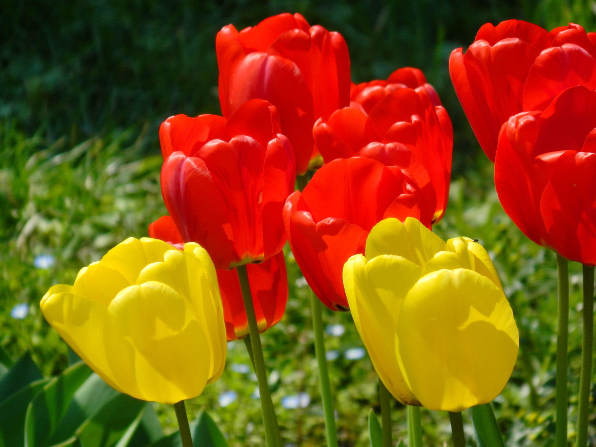 LA MULTI ANI, ROMANIA!: Lalele rosii si galbene