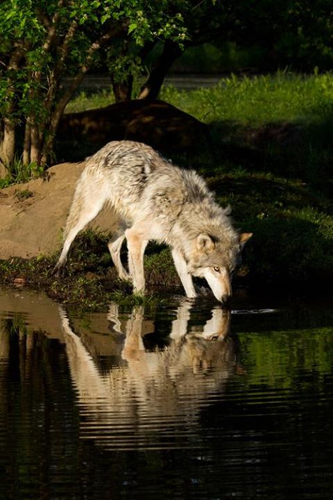 White Wolf : The Amazing wildlife photos taken by Ohio photographer ...