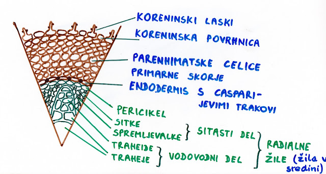Naravoslovje 6: Zgradba korenine prečno