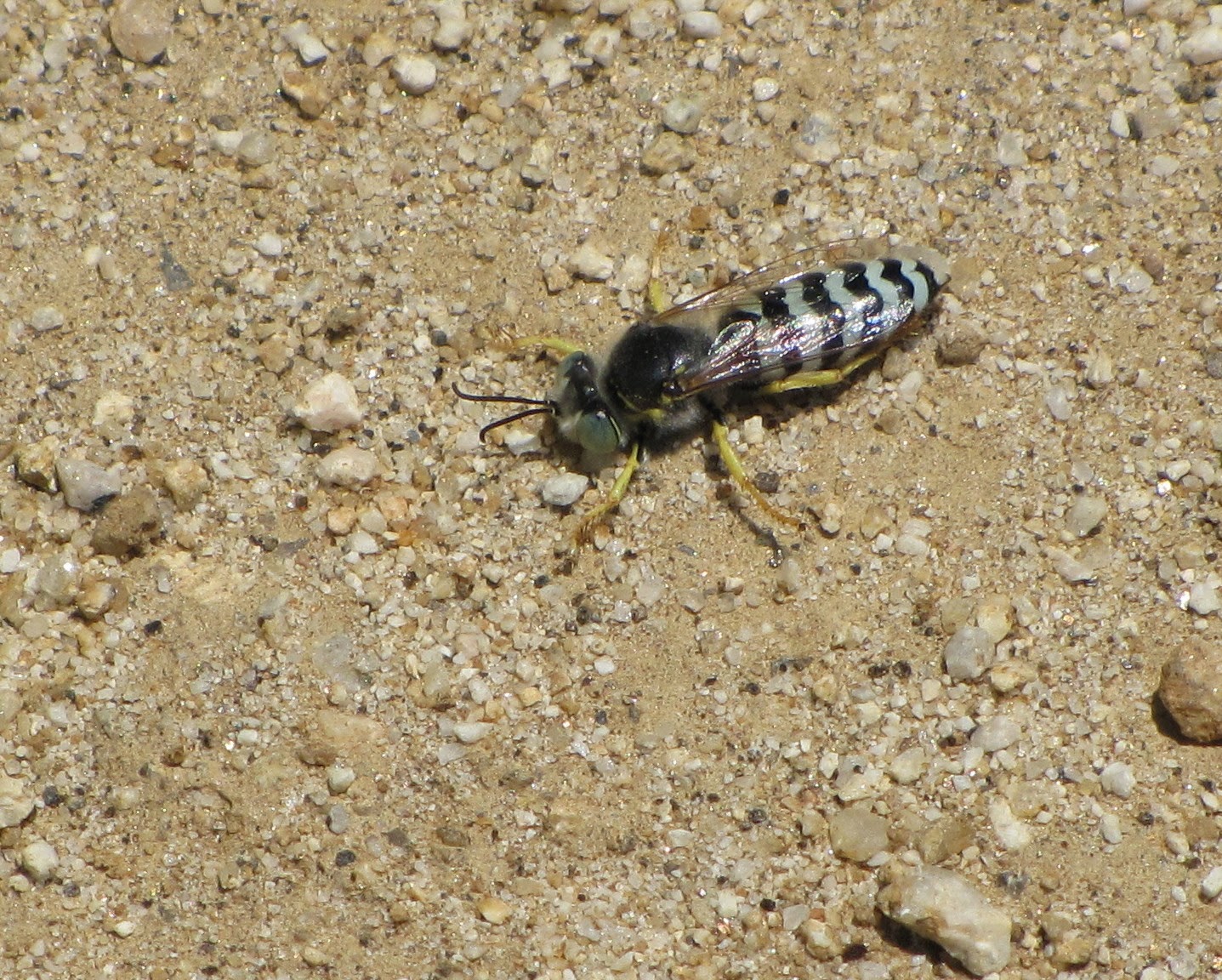 Bug Eric: Sand Wasps, Genus Bembix