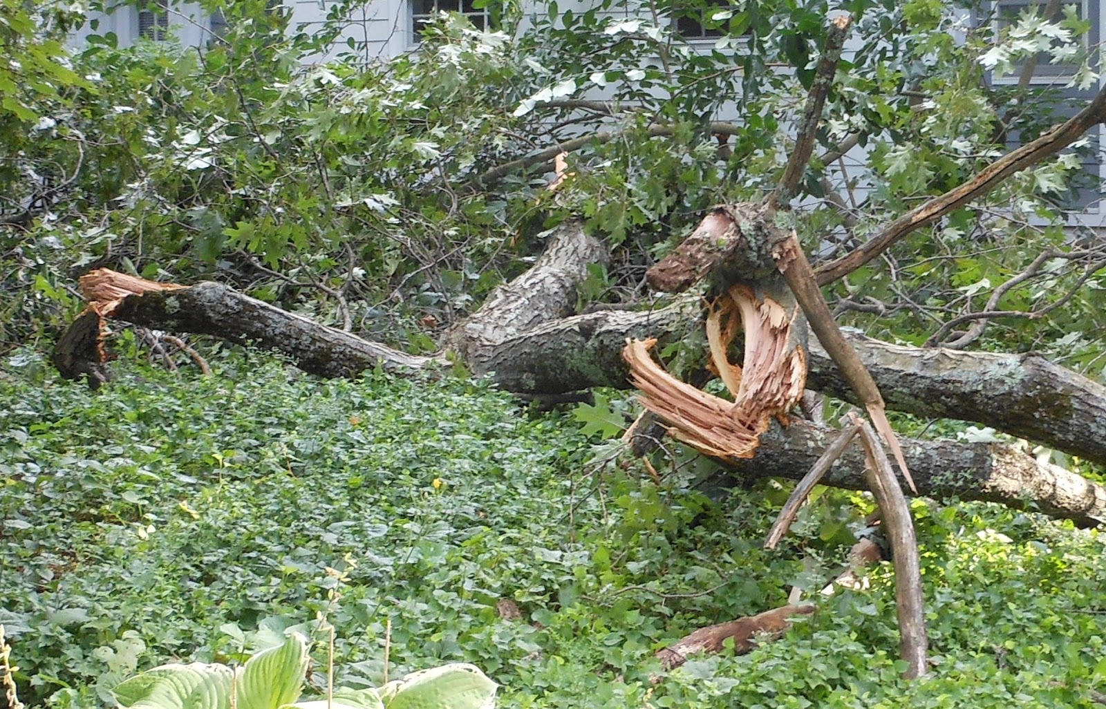 Nature Is My Elixir: Things fall down