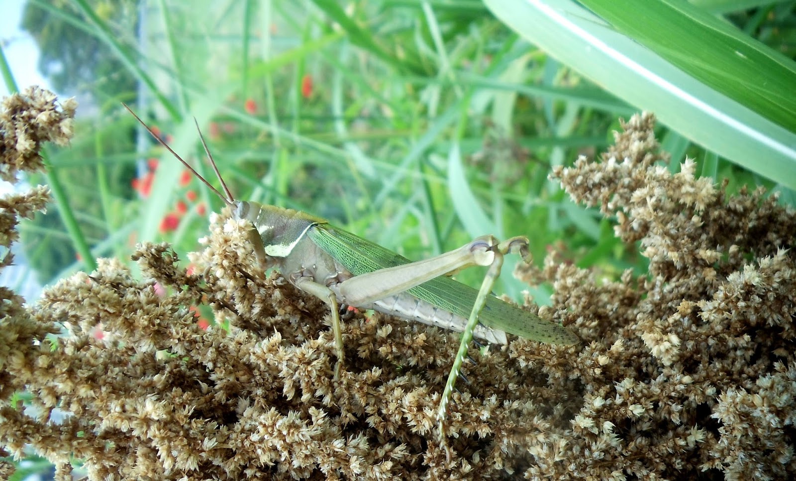 11x: ELEMENTOS 三 TIERRA→ INSECTOS