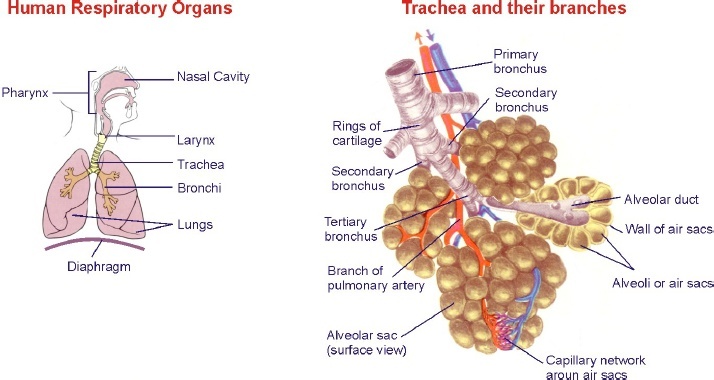 human respiratory system
