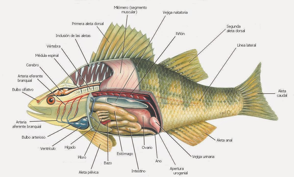 CLUB DE CIENCIAS: "La chispa adecuada".: Anatomía de los peces