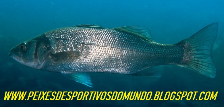 PEIXES DESPORTIVOS DO MUNDO: O ROBALO - Dicentrarchus labrax (Linnaeus ...