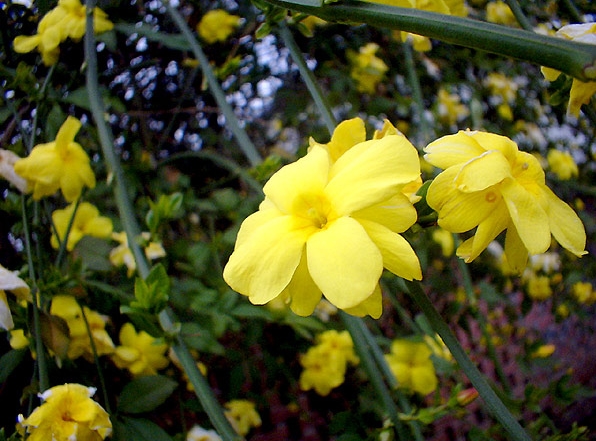 Paling Populer 16+ Bunga Melati Kuning - Gambar Bunga Indah