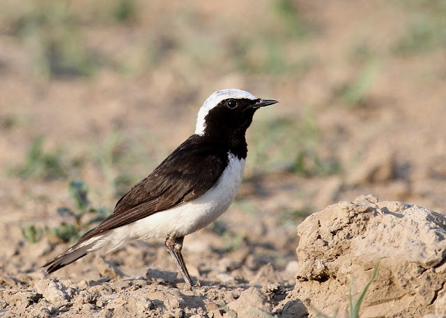 Richard Smith - Birdwatching Days Out: ROMANIA, Sinoe, Constanta, Part ...