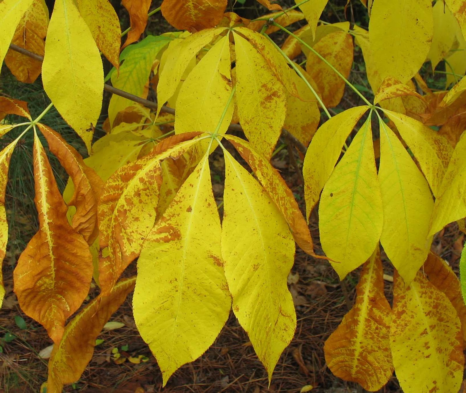 Using Georgia Native Plants: Native Fall Foliage - Yellow