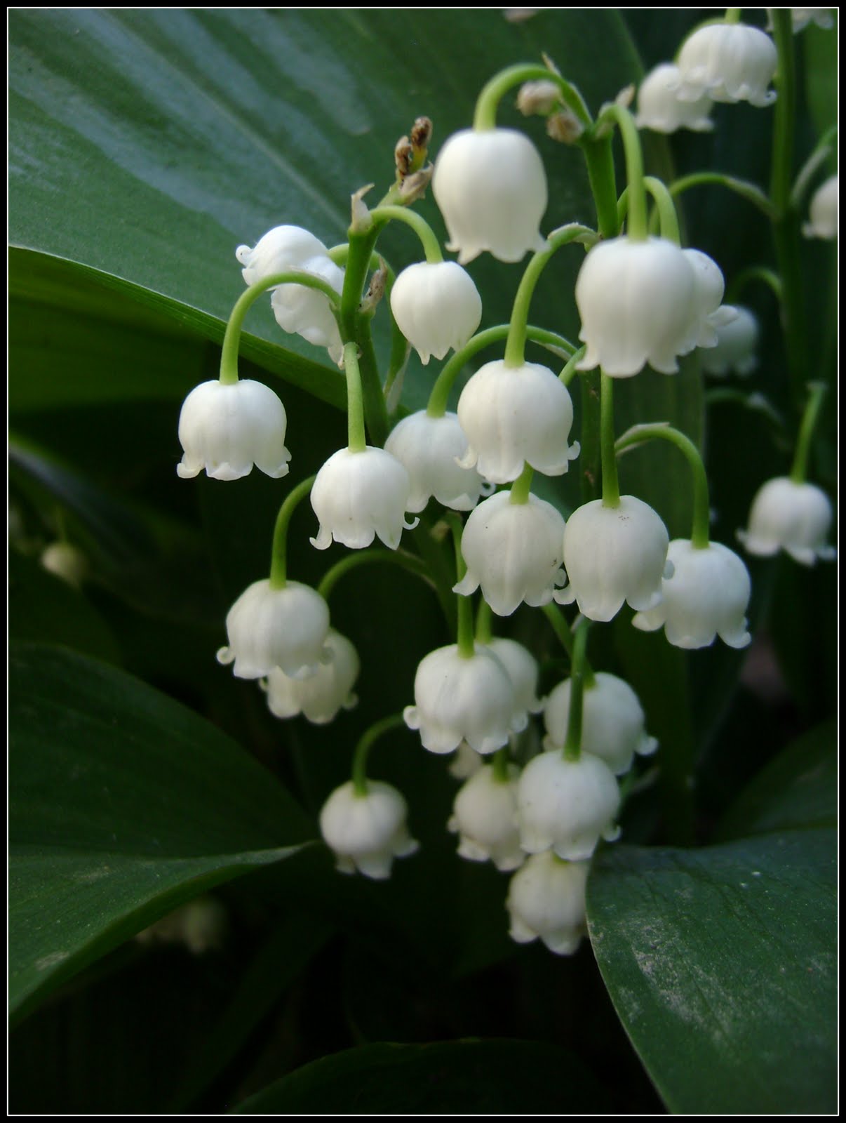 ružičasti dupin: CVIJET ĐURĐICA- CONVALLARIA MAJALIS