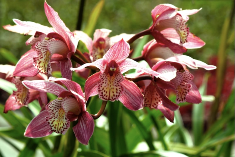 Kumpulan Gambar Bunga Anggrek Lengkap dengan Nama-Namanya - 1001 ...