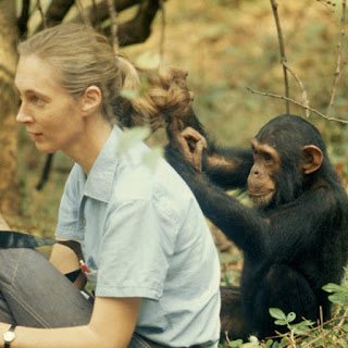THE GRANDMA'S LOGBOOK ---: JANE GOODALL AND THE CHIMPANZEES IN TANZANIA