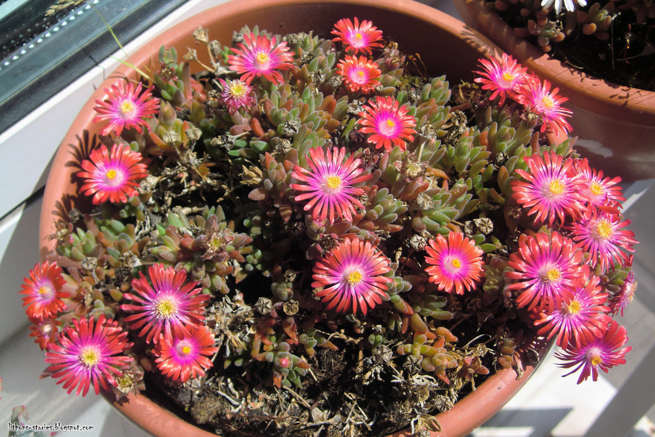 Lithops Stories: Delospermas on the balcony (8 pics)
