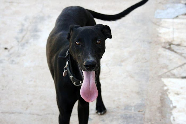 NOBLE GALGO: 5ª difusión JOCKER y BLACKJACK alegrarán tu vida