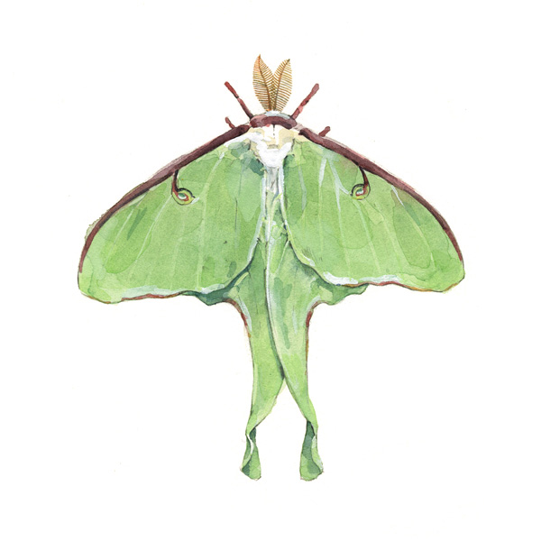 Watercolor illustration by studio tuesday: Luna Moth Watercolor ...