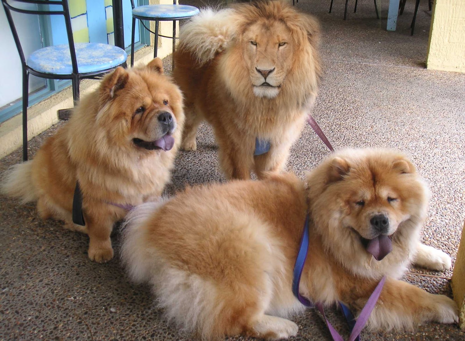 Chimera chimera