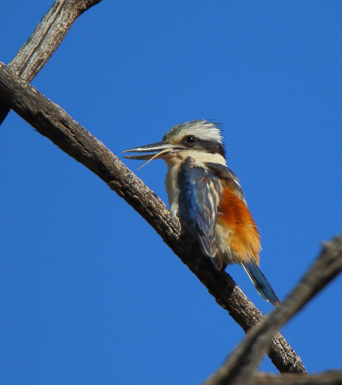 Richard Waring's Birds of Australia: Dusky Grasswren, Red-browed ...
