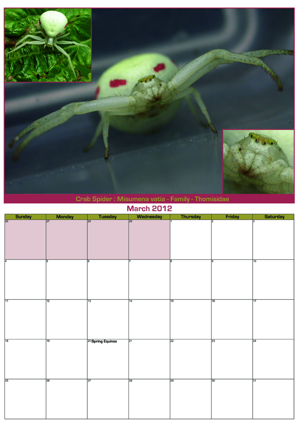 Arachnerds: Spiders Calendar 2012