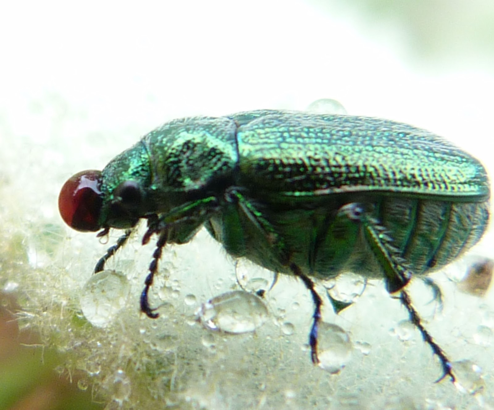 Invertebrates of February