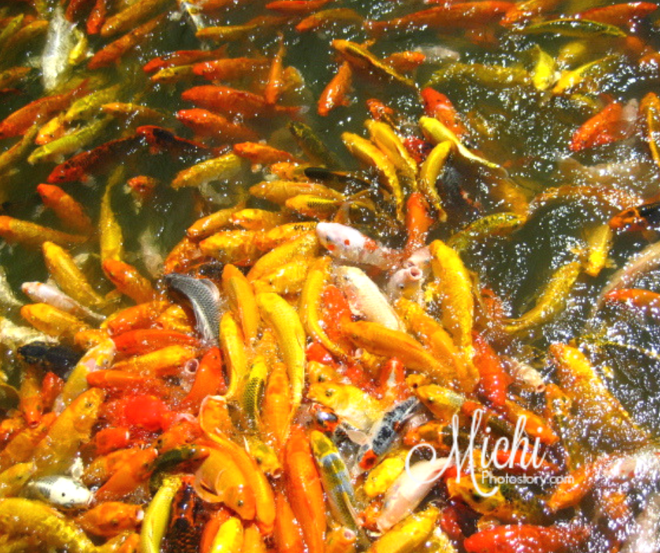 Michi Photostory: 13 Things to Do in Nuvali