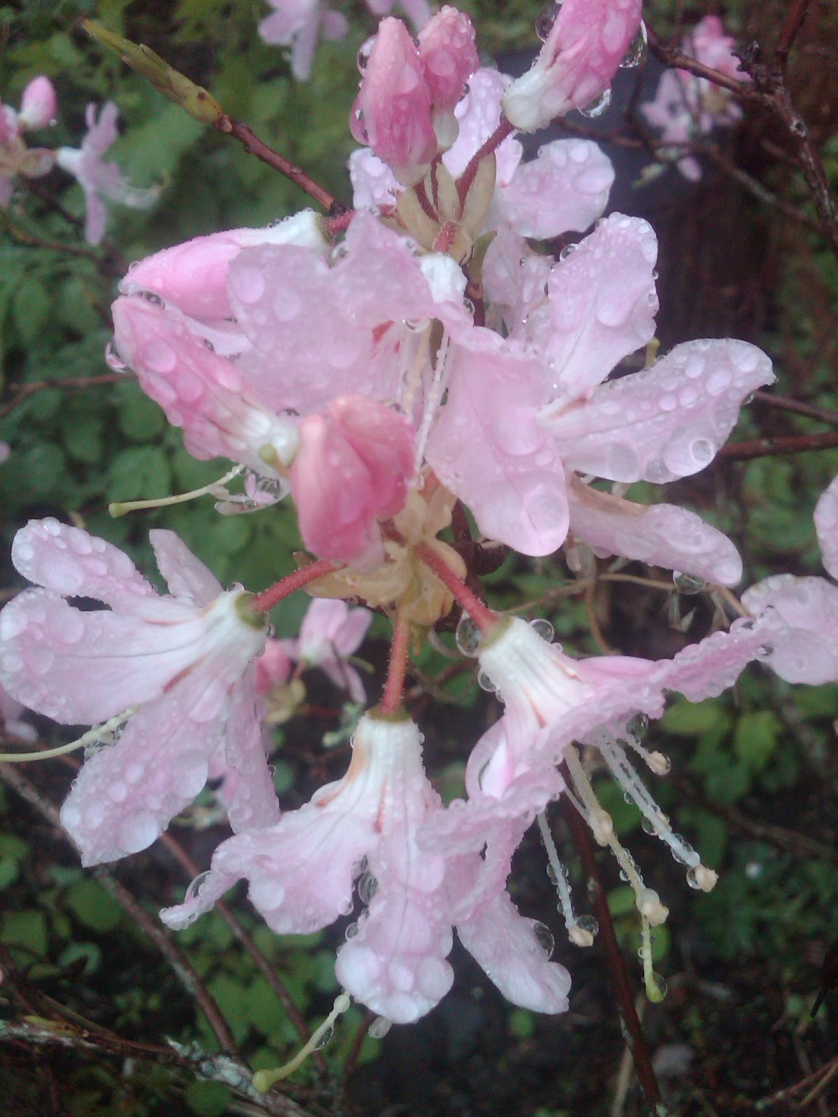 Annie's Gardening Corner: Pinkshells for the Garden