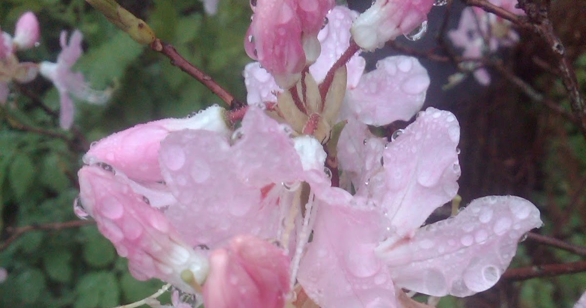 Annie's Gardening Corner: Pinkshells for the Garden